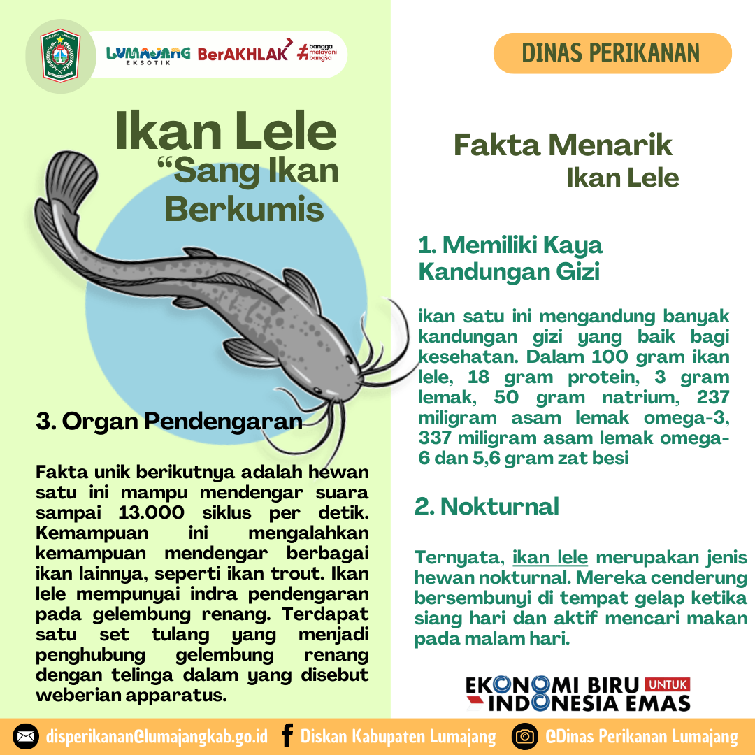 FAKTA UNIT TENTANG IKAN LELE - Website Resmi Pemerintah Kabupaten Lumajang